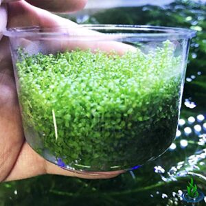 Greenpro Dwarf Baby Tears Hemianthus Callitrichoides Java Moss Live Aquarium Plants Freshwater Fish Tank Vitro TC Cup