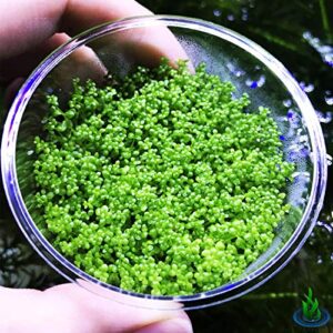 Greenpro Dwarf Baby Tears Hemianthus Callitrichoides Java Moss Live Aquarium Plants Freshwater Fish Tank Vitro TC Cup