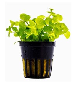 greenpro golden creeping jenny lysimachia nummularia aurea potted live aquarium plants for freshwater fish tank