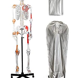 Vision Scientific VAS215-DC Medical Grade, Full Size Skeleton W Hand Painted Muscles & Ligaments | Thick Zip Dust Cover | Skeleton Wired for Natural Movement | Mounted on Roller Stand W Manual