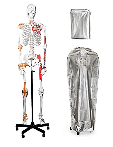 Vision Scientific VAS215-DC Medical Grade, Full Size Skeleton W Hand Painted Muscles & Ligaments | Thick Zip Dust Cover | Skeleton Wired for Natural Movement | Mounted on Roller Stand W Manual