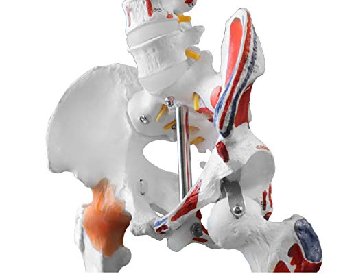 Vision Scientific VAS215-DC Medical Grade, Full Size Skeleton W Hand Painted Muscles & Ligaments | Thick Zip Dust Cover | Skeleton Wired for Natural Movement | Mounted on Roller Stand W Manual