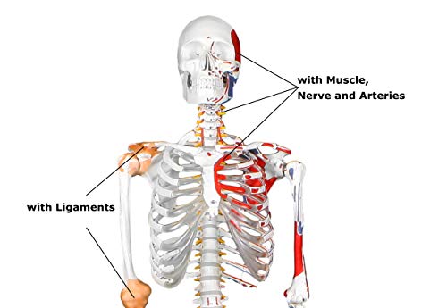 Vision Scientific VAS215-DC Medical Grade, Full Size Skeleton W Hand Painted Muscles & Ligaments | Thick Zip Dust Cover | Skeleton Wired for Natural Movement | Mounted on Roller Stand W Manual