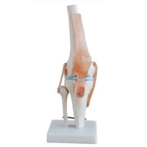 Knee Joint Simulation Model Medical Anatomy Human 1:1 Life Size