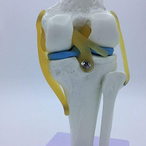 Knee Joint Simulation Model Medical Anatomy Human 1:1 Life Size