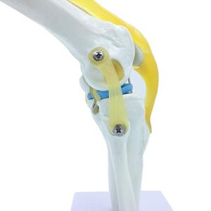 Knee Joint Simulation Model Medical Anatomy Human 1:1 Life Size