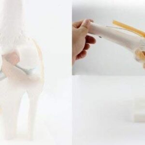 Knee Joint Simulation Model Medical Anatomy Human 1:1 Life Size