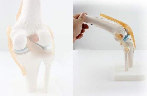 Knee Joint Simulation Model Medical Anatomy Human 1:1 Life Size