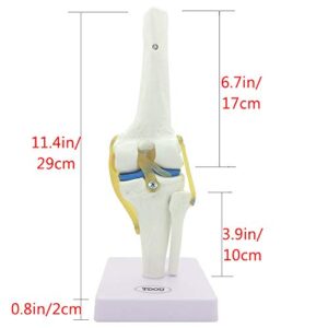 Knee Joint Simulation Model Medical Anatomy Human 1:1 Life Size