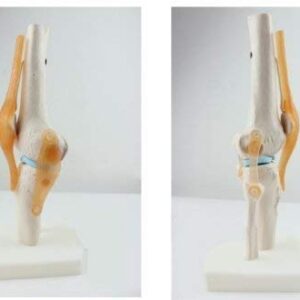 Knee Joint Simulation Model Medical Anatomy Human 1:1 Life Size