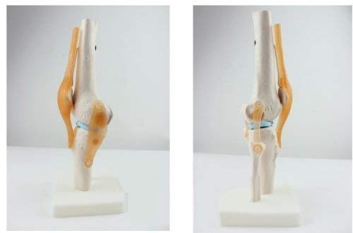 Knee Joint Simulation Model Medical Anatomy Human 1:1 Life Size