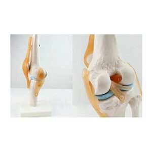 Knee Joint Simulation Model Medical Anatomy Human 1:1 Life Size