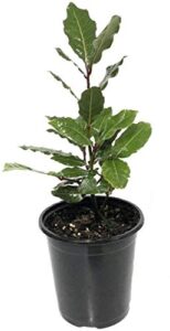 laurus nobilis - 'bay leaf tree' - bay laurel or sweet bay - live plant