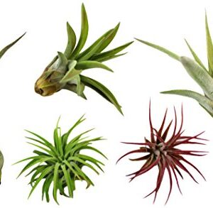 Variety Pack of Small Tillandsia Air Plants, Assortment of Exotic, Low Maintenance Live Air Plants Including Ionantha Rubra, Caput-Medusae, Harrissi, Velutina, & Ionantha Fuego Plants! (Set of 5)