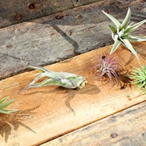 Variety Pack of Small Tillandsia Air Plants, Assortment of Exotic, Low Maintenance Live Air Plants Including Ionantha Rubra, Caput-Medusae, Harrissi, Velutina, & Ionantha Fuego Plants! (Set of 5)