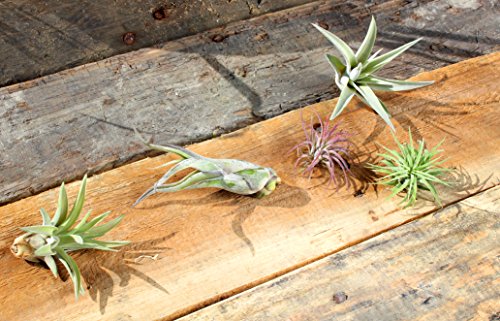 Variety Pack of Small Tillandsia Air Plants, Assortment of Exotic, Low Maintenance Live Air Plants Including Ionantha Rubra, Caput-Medusae, Harrissi, Velutina, & Ionantha Fuego Plants! (Set of 5)