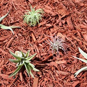 Variety Pack of Small Tillandsia Air Plants, Assortment of Exotic, Low Maintenance Live Air Plants Including Ionantha Rubra, Caput-Medusae, Harrissi, Velutina, & Ionantha Fuego Plants! (Set of 5)