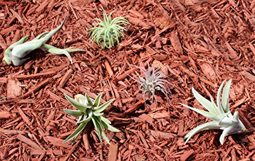 Variety Pack of Small Tillandsia Air Plants, Assortment of Exotic, Low Maintenance Live Air Plants Including Ionantha Rubra, Caput-Medusae, Harrissi, Velutina, & Ionantha Fuego Plants! (Set of 5)