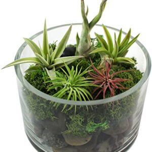 Variety Pack of Small Tillandsia Air Plants, Assortment of Exotic, Low Maintenance Live Air Plants Including Ionantha Rubra, Caput-Medusae, Harrissi, Velutina, & Ionantha Fuego Plants! (Set of 5)