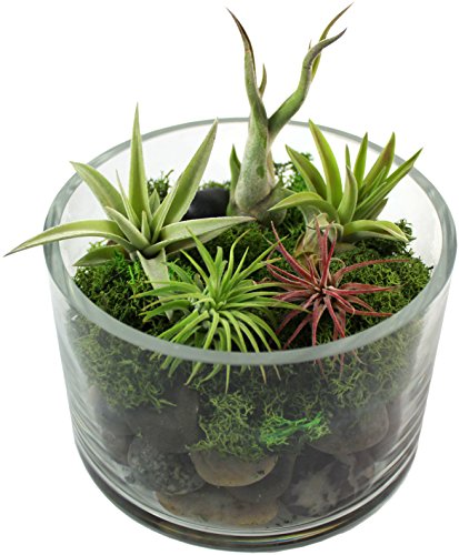 Variety Pack of Small Tillandsia Air Plants, Assortment of Exotic, Low Maintenance Live Air Plants Including Ionantha Rubra, Caput-Medusae, Harrissi, Velutina, & Ionantha Fuego Plants! (Set of 5)