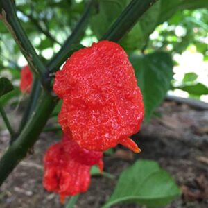 wayland chiles carolina reaper seeds (red)