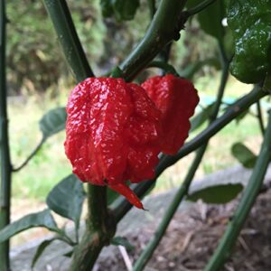 Wayland Chiles Carolina Reaper Seeds (Red)