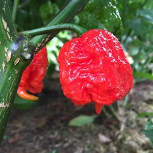 Wayland Chiles Carolina Reaper Seeds (Red)