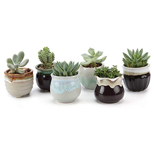 T4U Small Ceramic Succulent Pots with Drainage Set of 6, Mini Pots for Plants, Tiny Porcelain Planter, Air Plant Flower Pots Cactus Faux Plants Containers, Home and Office Decor