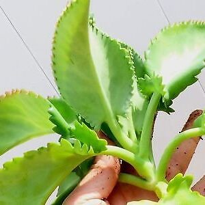 3 Mother of thousands Kalanchoe daigremontiana~mexican hat plant succulent