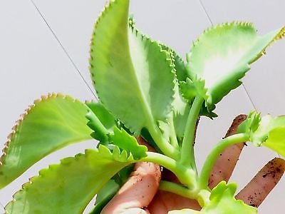 3 Mother of thousands Kalanchoe daigremontiana~mexican hat plant succulent