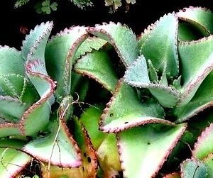 3 Mother of thousands Kalanchoe daigremontiana~mexican hat plant succulent