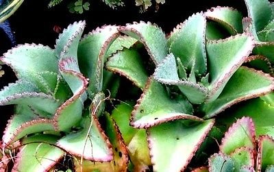 3 Mother of thousands Kalanchoe daigremontiana~mexican hat plant succulent