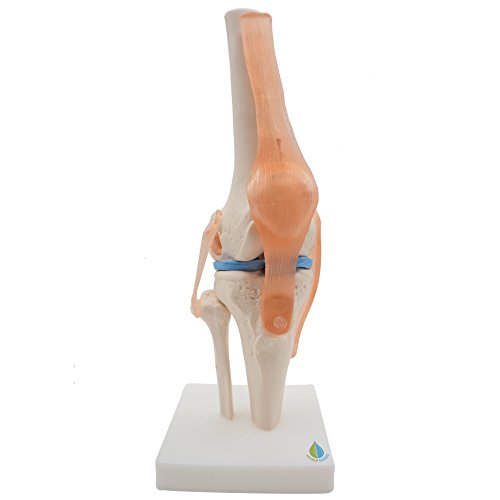 Kouber Anatomical Medical Knee Joint with Ligaments Model,Life Size