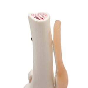 Kouber Anatomical Medical Knee Joint with Ligaments Model,Life Size