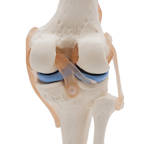 Kouber Anatomical Medical Knee Joint with Ligaments Model,Life Size