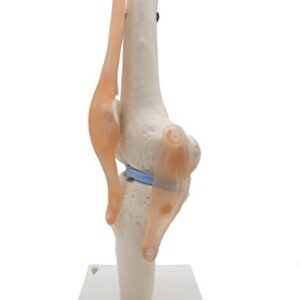 Kouber Anatomical Medical Knee Joint with Ligaments Model,Life Size