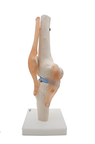 Kouber Anatomical Medical Knee Joint with Ligaments Model,Life Size