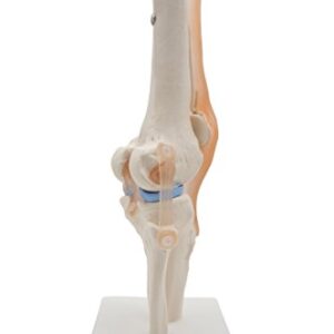 Kouber Anatomical Medical Knee Joint with Ligaments Model,Life Size