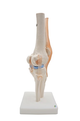 Kouber Anatomical Medical Knee Joint with Ligaments Model,Life Size