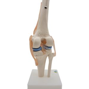 Kouber Anatomical Medical Knee Joint with Ligaments Model,Life Size