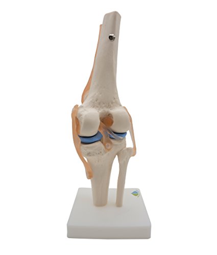 Kouber Anatomical Medical Knee Joint with Ligaments Model,Life Size