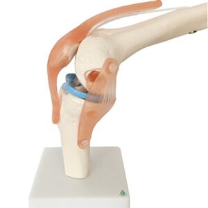 Kouber Anatomical Medical Knee Joint with Ligaments Model,Life Size