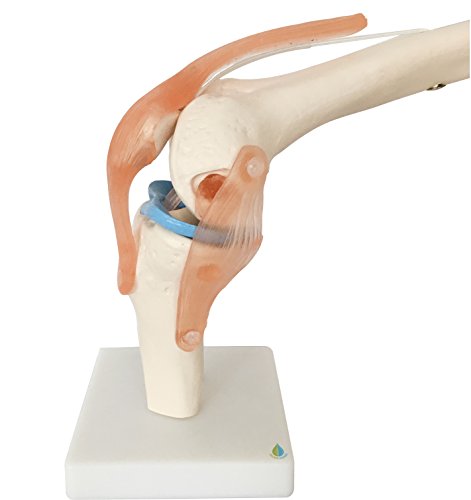 Kouber Anatomical Medical Knee Joint with Ligaments Model,Life Size