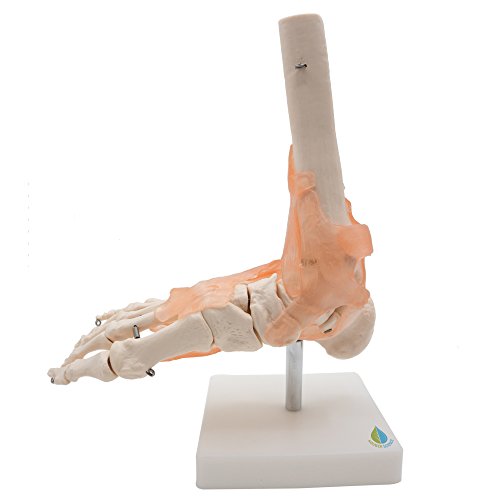 Foot Joint Model with Ligaments,Kouber Human Anatomical Model,Life Size,Height 11"