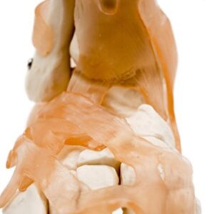 Foot Joint Model with Ligaments,Kouber Human Anatomical Model,Life Size,Height 11"