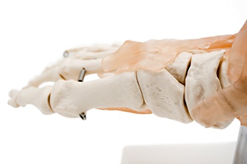 Foot Joint Model with Ligaments,Kouber Human Anatomical Model,Life Size,Height 11"