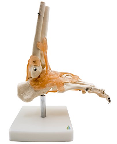 Foot Joint Model with Ligaments,Kouber Human Anatomical Model,Life Size,Height 11"