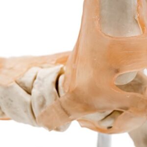 Foot Joint Model with Ligaments,Kouber Human Anatomical Model,Life Size,Height 11"