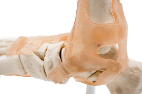 Foot Joint Model with Ligaments,Kouber Human Anatomical Model,Life Size,Height 11"