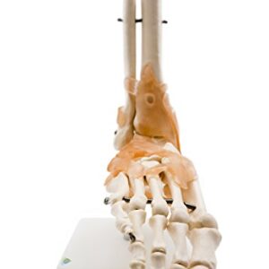 Foot Joint Model with Ligaments,Kouber Human Anatomical Model,Life Size,Height 11"